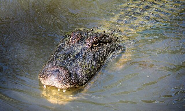 Elderly Woman Killed by Alligators After Falling Into Pond | Daily News ...