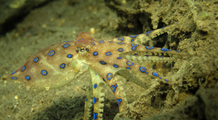 Octopus Attacks Woman With Poison 1000X More Deadly Than Cyanide ...