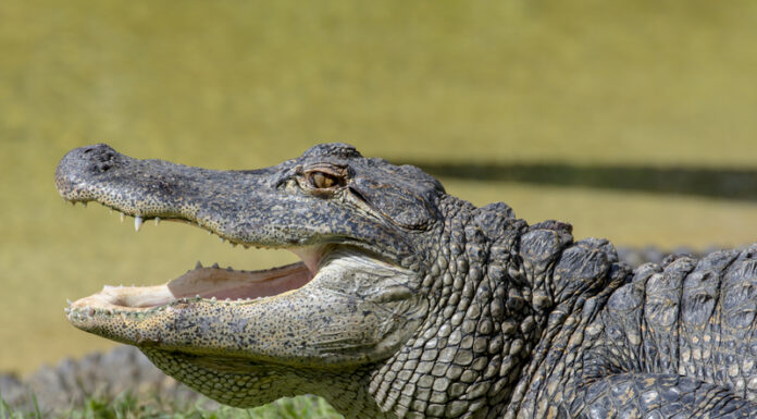8-Ft-Long Alligator Found Hiding inside Attic During Home Inspection in ...
