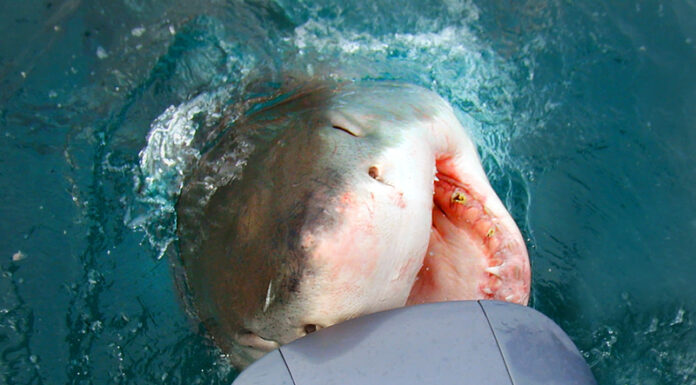 Jaws Scare: Fishing Boat Attacked By Bull Shark | Daily News Planet
